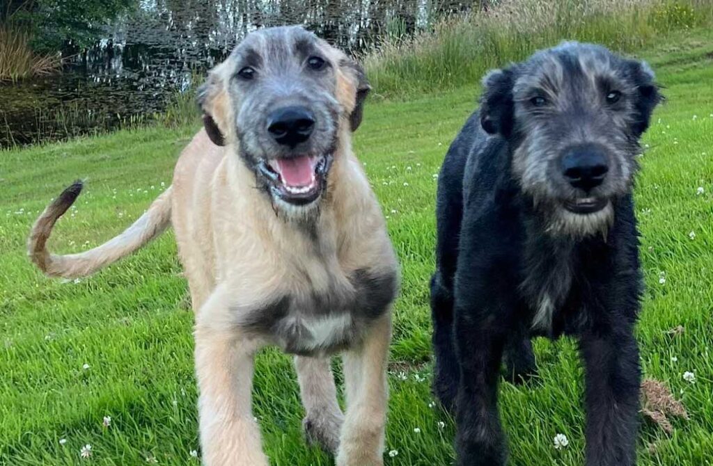 Round of 'apaws', Ashford Castle welcomes wolfhound pups